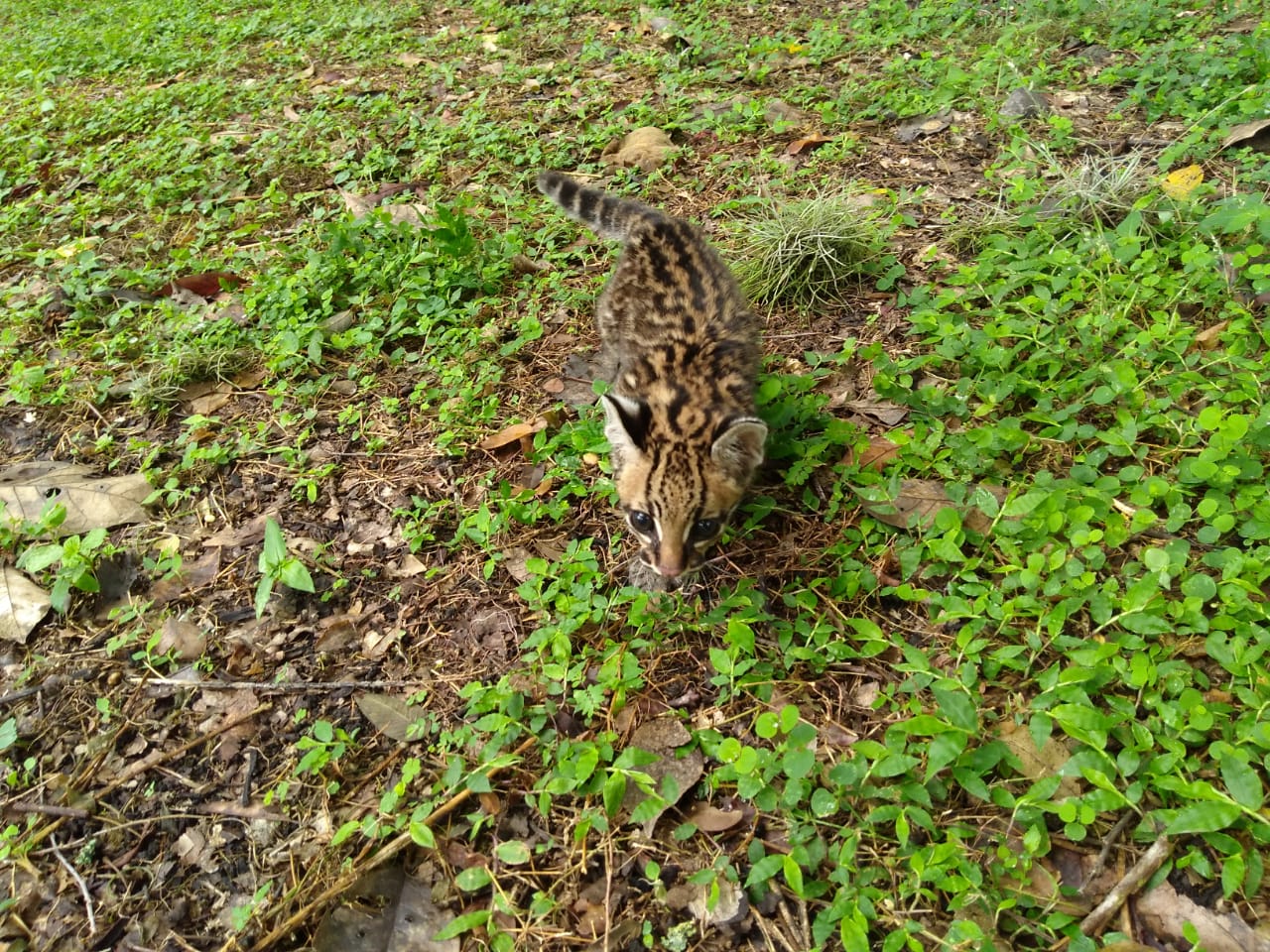 CACHORRO DE TIGRILLO OCELOTE DA SUS PRIMEROS PASOS Y AVANZA EN SU ...