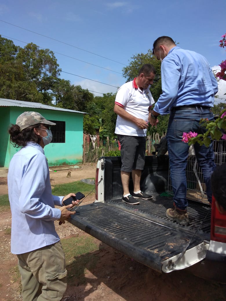 Al Centro de Fauna de Corpocesar fue trasladado Garzón Soldado, especie ...